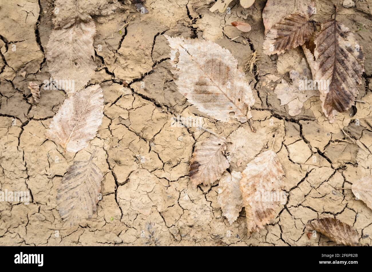 Dry soil, cracked muddy ground, dried mud with cracks and leaves, flat ...