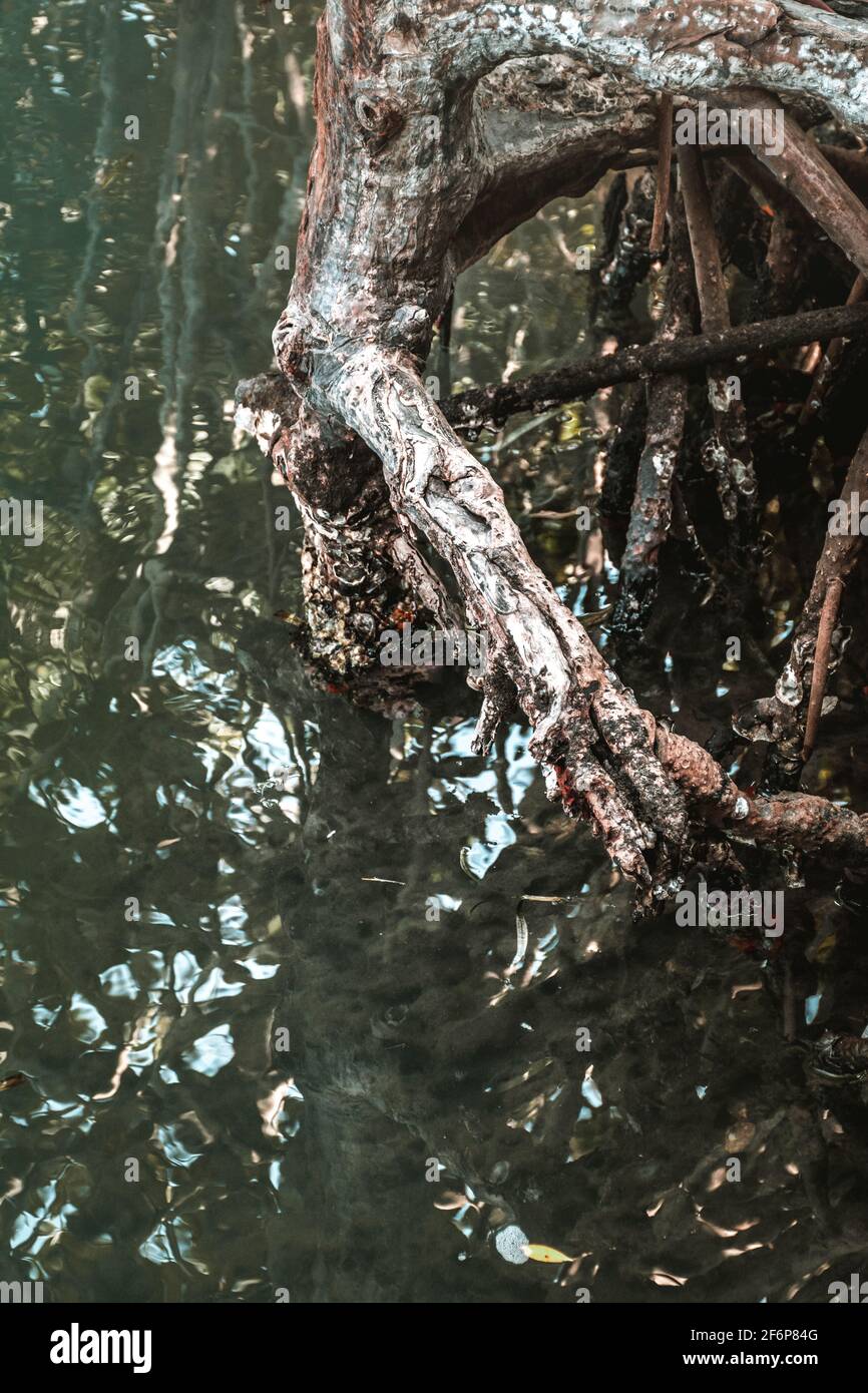 root coming out of the water in a mangrove swamp Stock Photo - Alamy