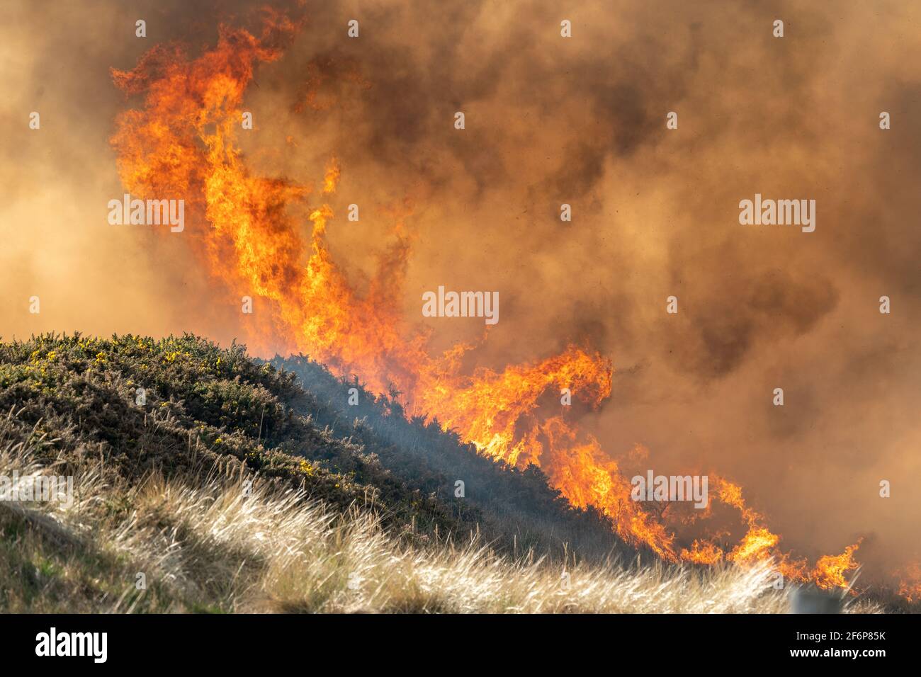 30 March 2021. Wildfire strikes woodland area near Kingston in Moray ...