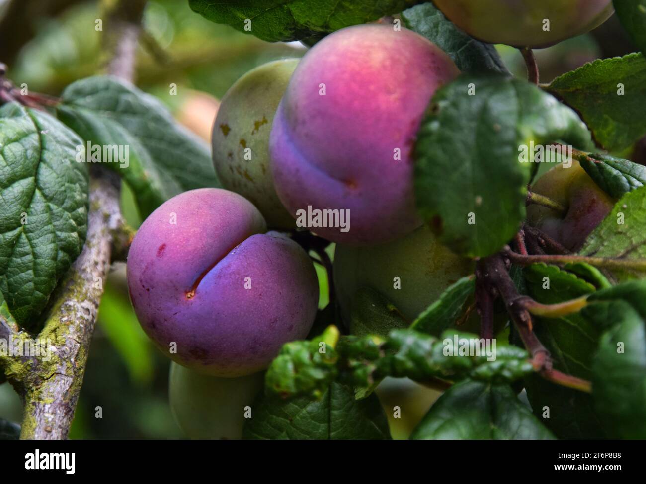 Plums growing uk hi-res stock photography and images - Alamy