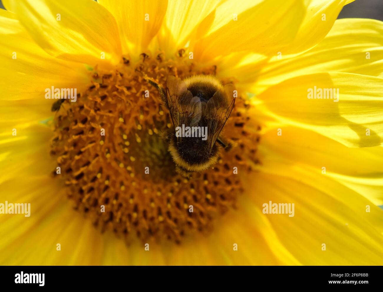 Bee on wild sunflower england hi-res stock photography and images - Alamy