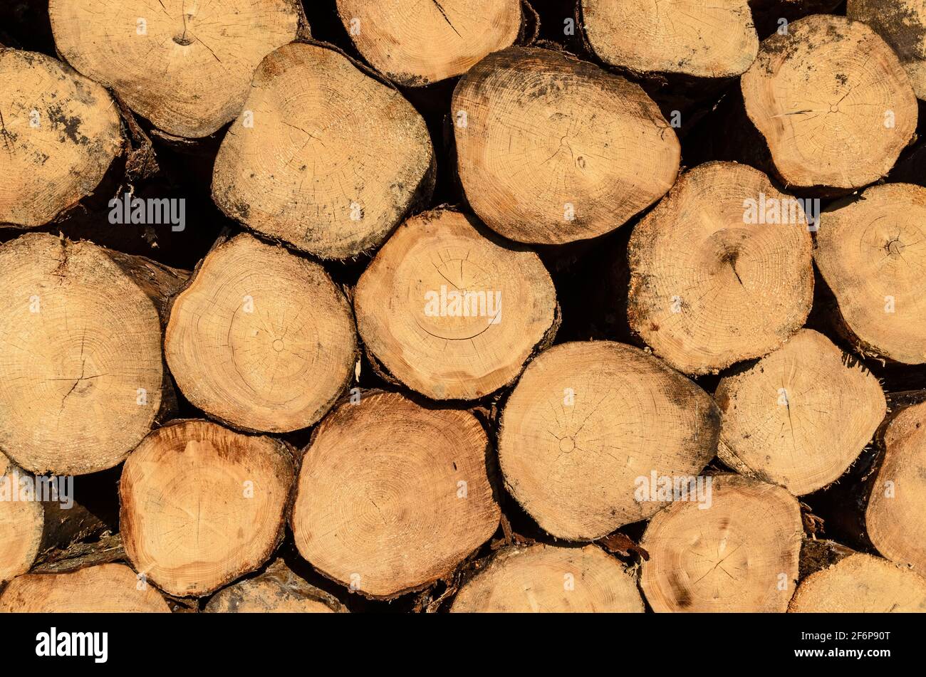 Cross-section growth rings of felled trees at a lumberyard, many log ...