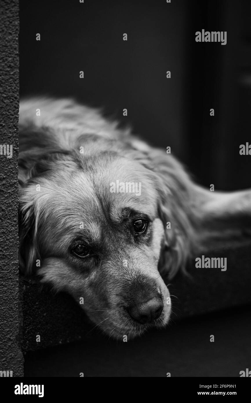 First pet dog Black and White Stock Photos & Images - Alamy