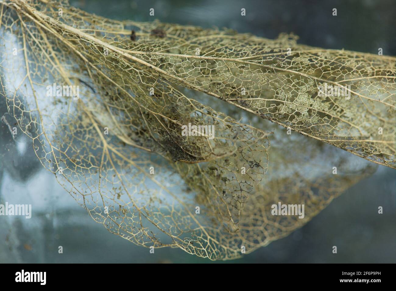 Decomposing Leaf High Resolution Stock Photography and Images - Alamy