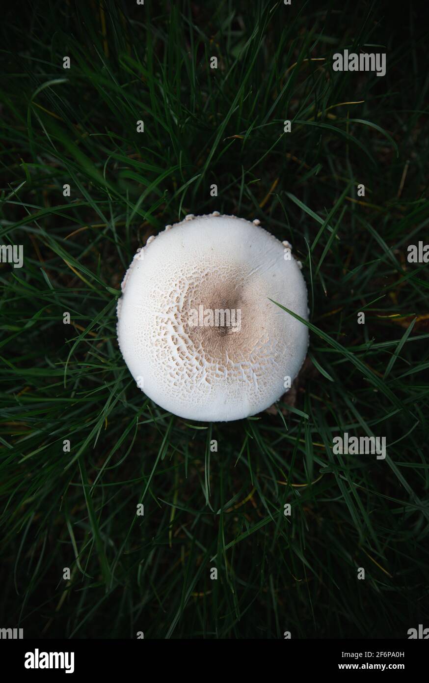 Mushroom bloom hi-res stock photography and images - Alamy