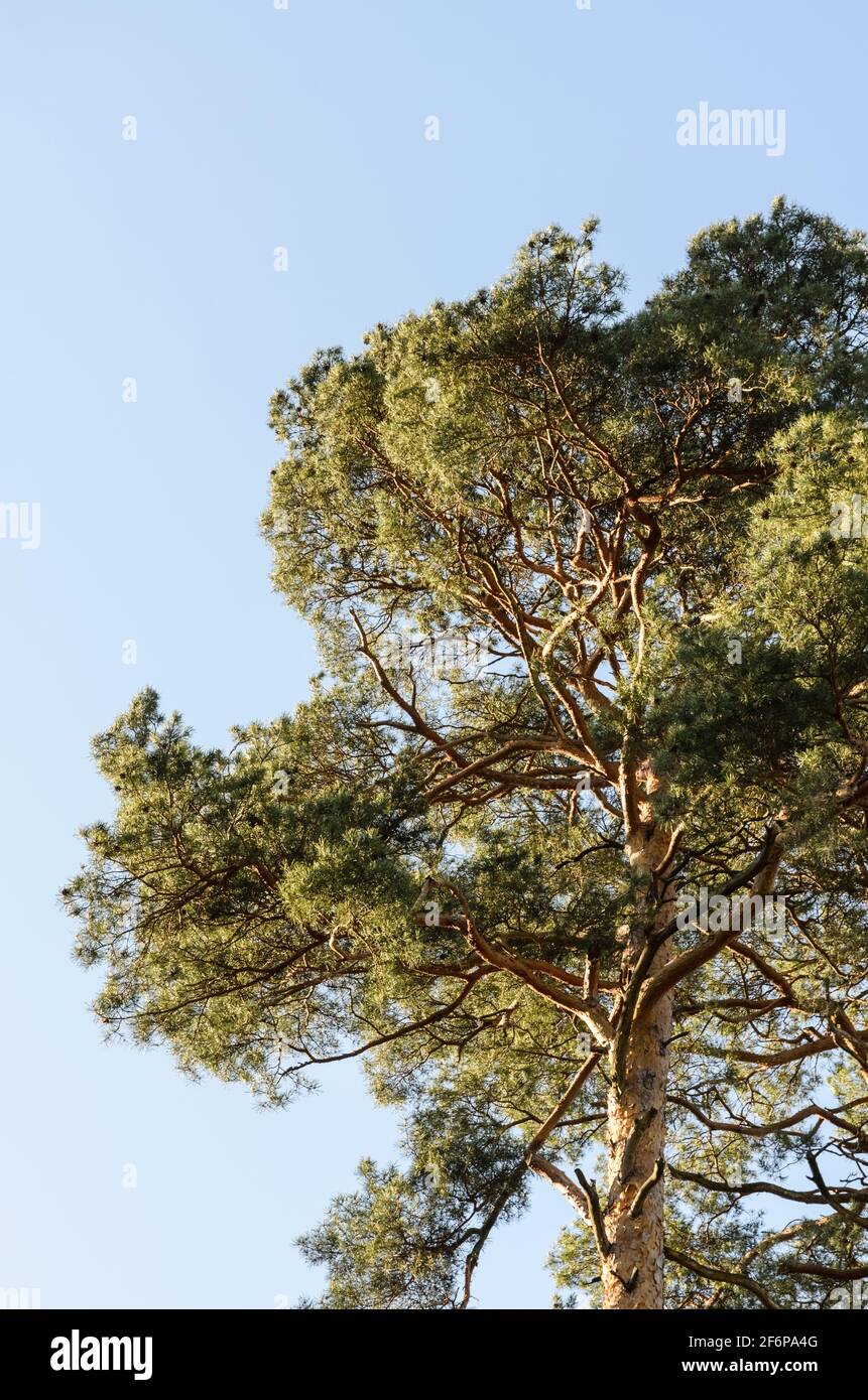 Conifer twigs hi-res stock photography and images - Alamy