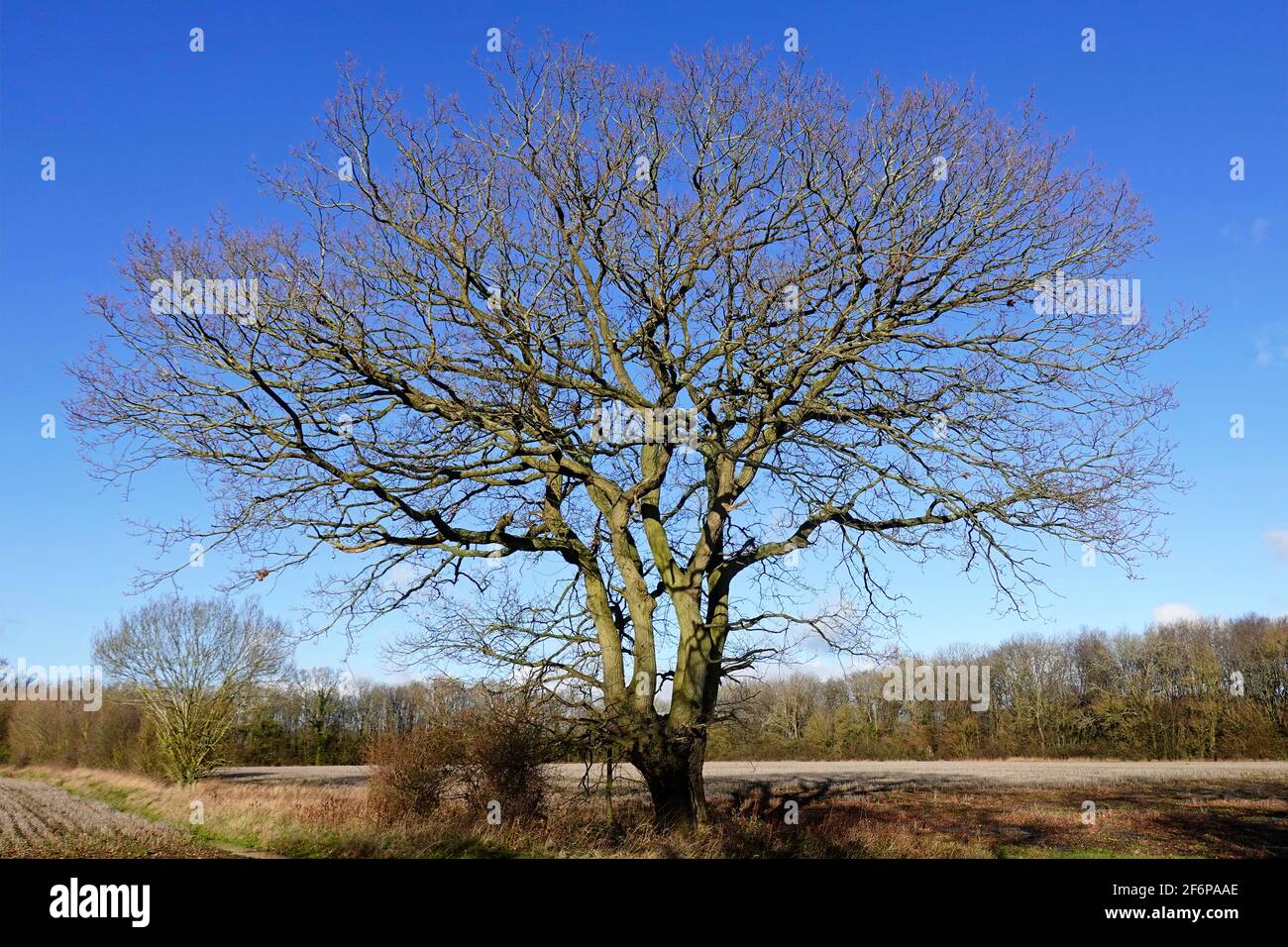 December winter blue sky sunshine rural landscape view English ...