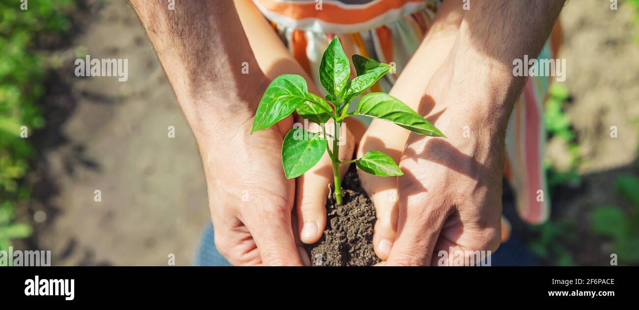 A child with his father plant a nursery garden. Selective focus. people ...