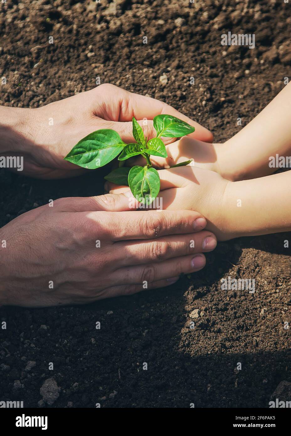 A child with his father plant a nursery garden. Selective focus. people ...