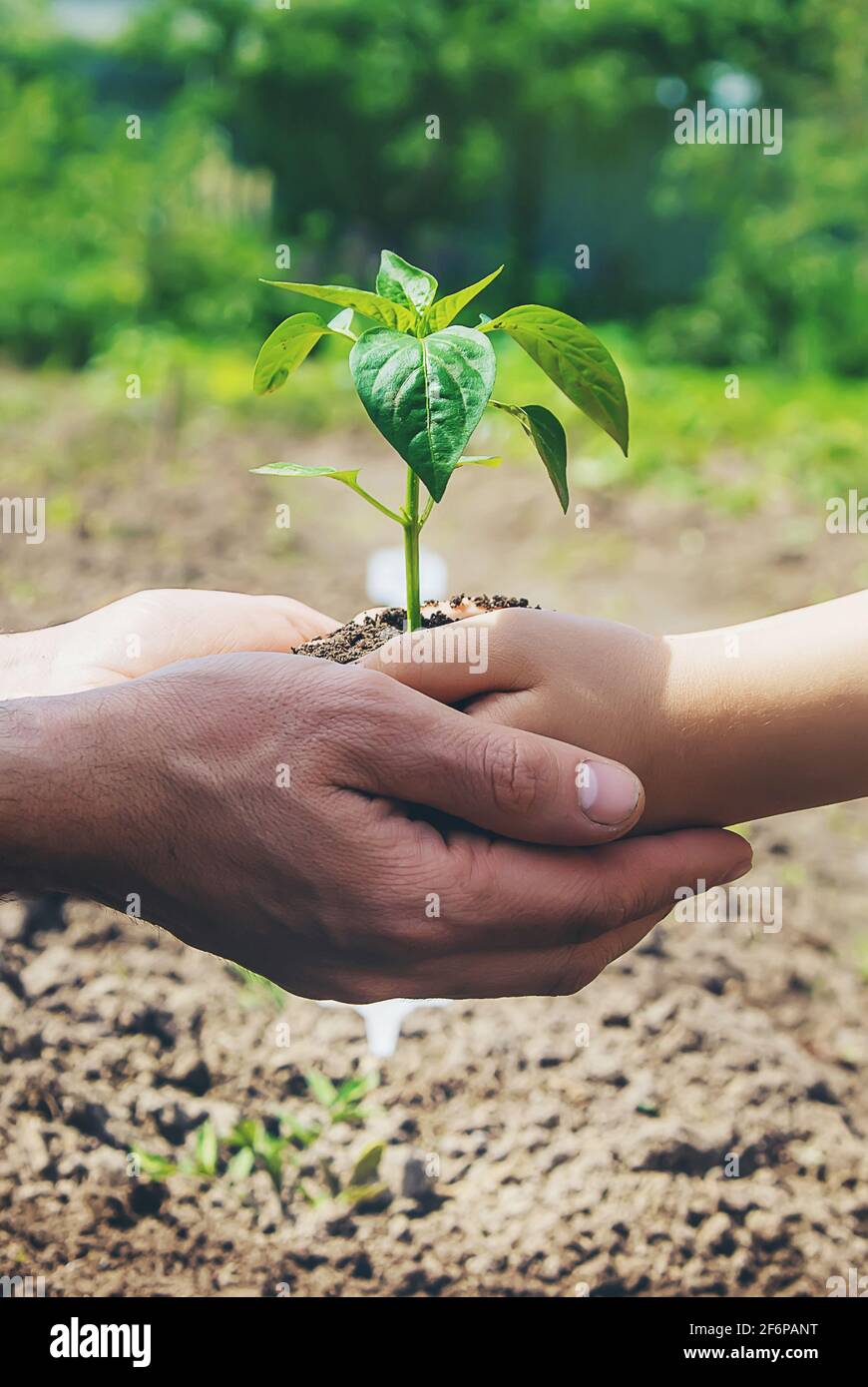 A child with his father plant a nursery garden. Selective focus. people ...