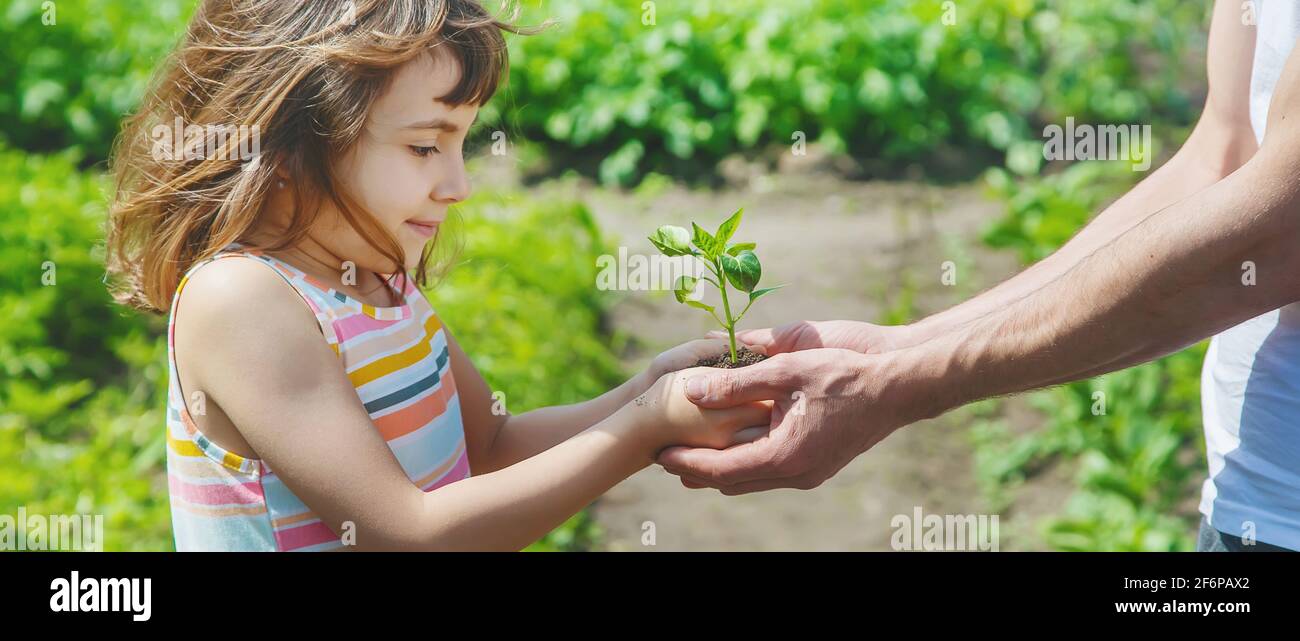 A child with his father plant a nursery garden. Selective focus. people ...