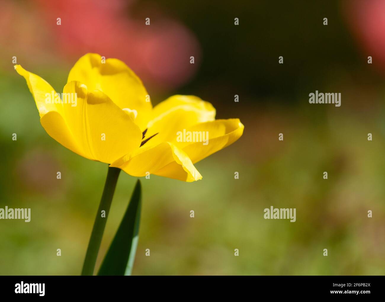 The yellow one Stock Photo - Alamy
