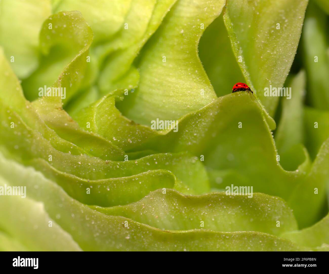 a lady bug lays on salad. Lady bug are very efficient in pests control ...