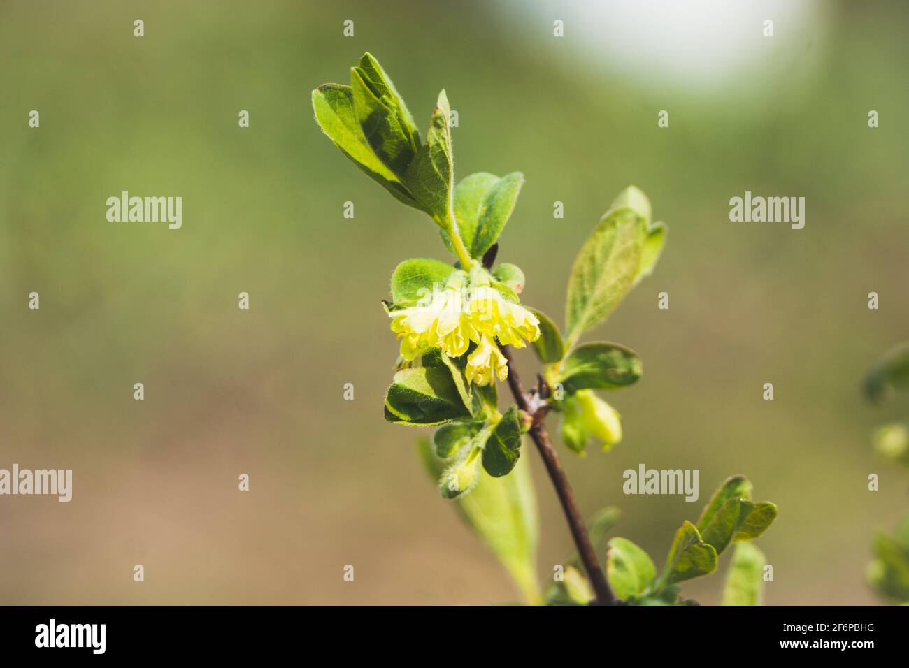 Branches honeysuckle in spring garden hi-res stock photography and ...