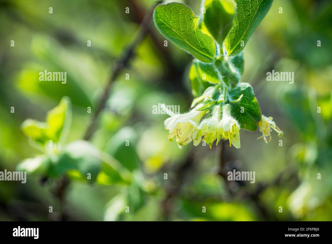 Branches honeysuckle in spring garden hi-res stock photography and ...