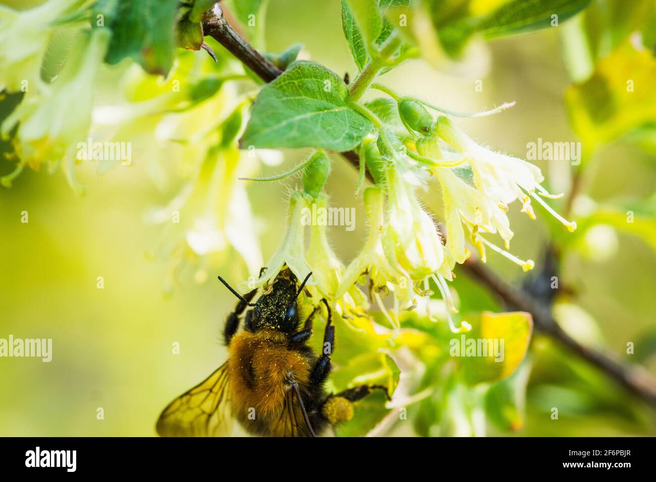 Branches honeysuckle in spring garden hi-res stock photography and ...