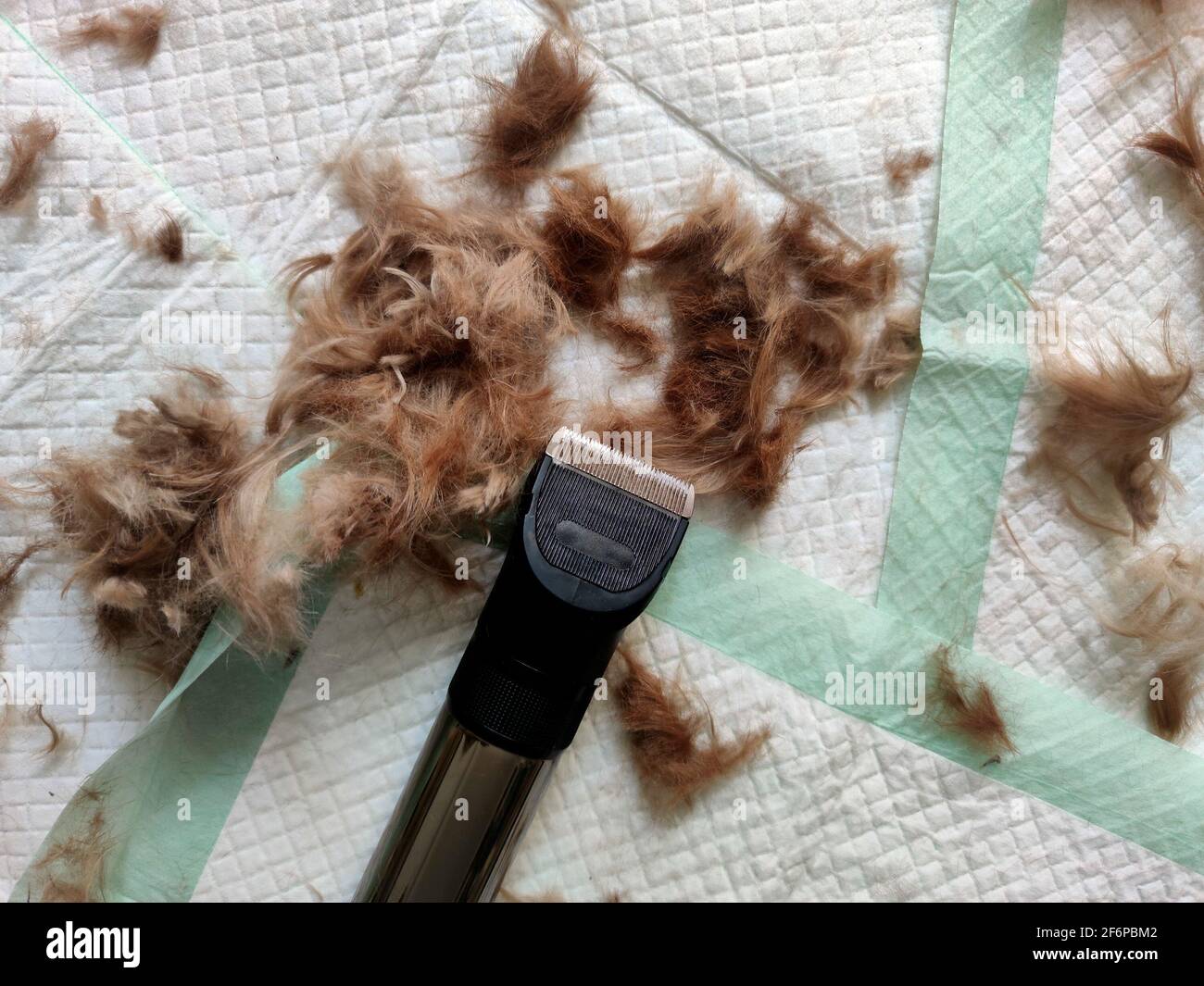 dog hairs after shearing detail Stock Photo - Alamy