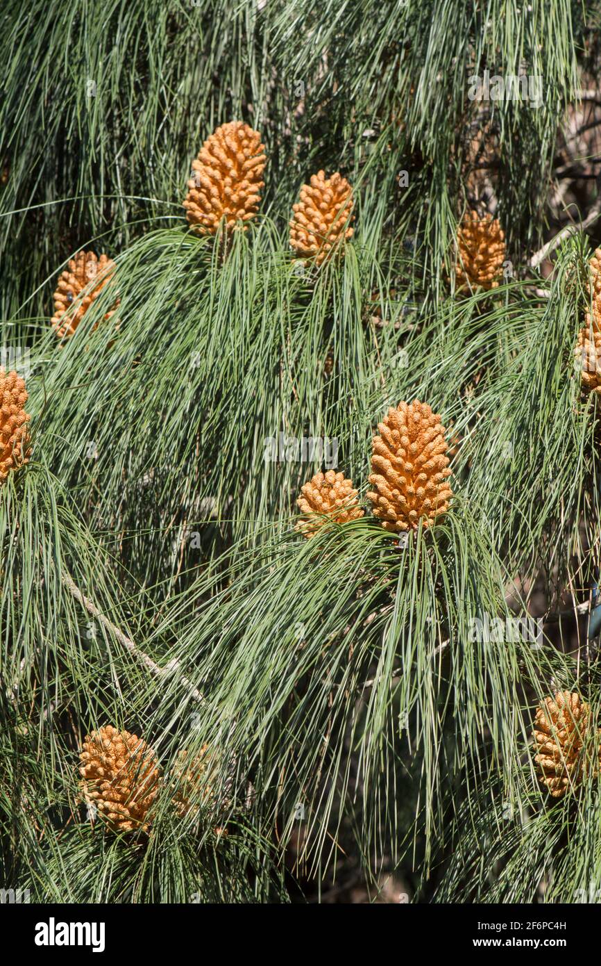 Immature pine cone hi-res stock photography and images - Alamy