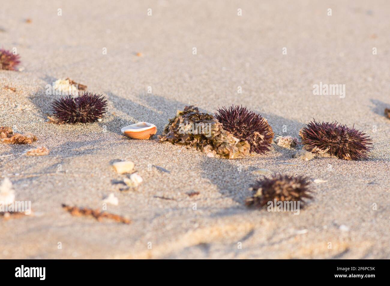 Sea urchin in the mediterranean sea hi-res stock photography and images ...