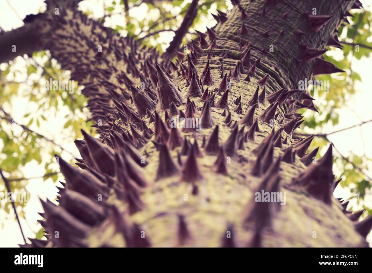Sandbox tree hi-res stock photography and images - Alamy