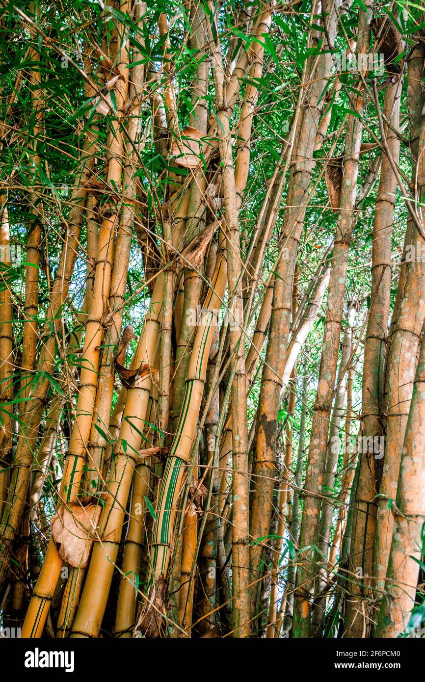 Vertical photo of a group of bamboo trunks in the rainforest. Turrialba ...
