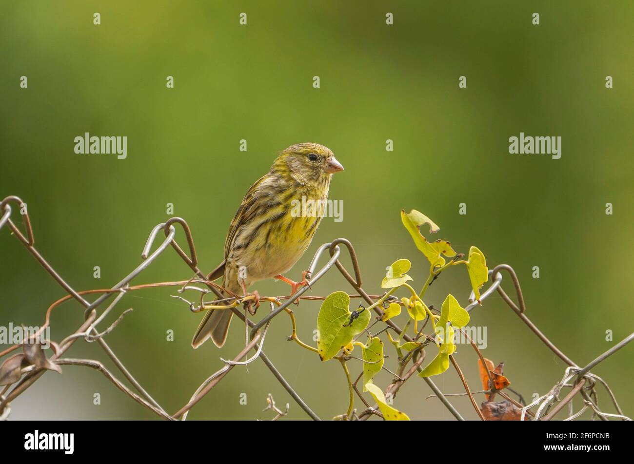 Serin garden hi-res stock photography and images - Alamy