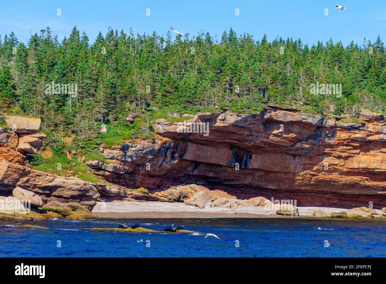 View of rocks and seals in the Bonaventure Island, near Perce, at the ...