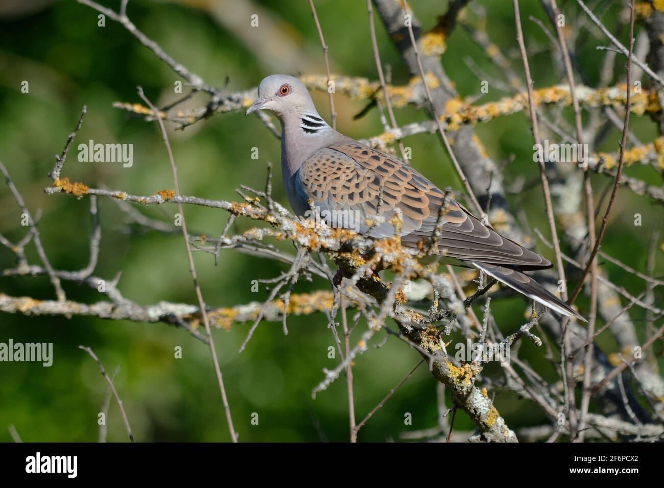 European Turtle Dove (Streptopelia turtur Stock Photo - Alamy