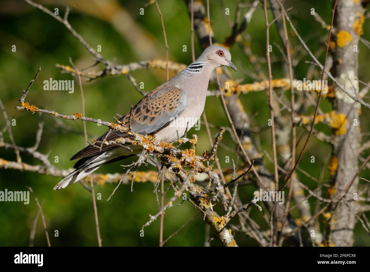 European Turtle Dove (Streptopelia turtur Stock Photo - Alamy