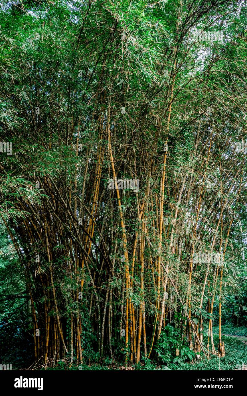 Vertical photo of a bamboo tree in the rainforest. Turrialba, Costa ...