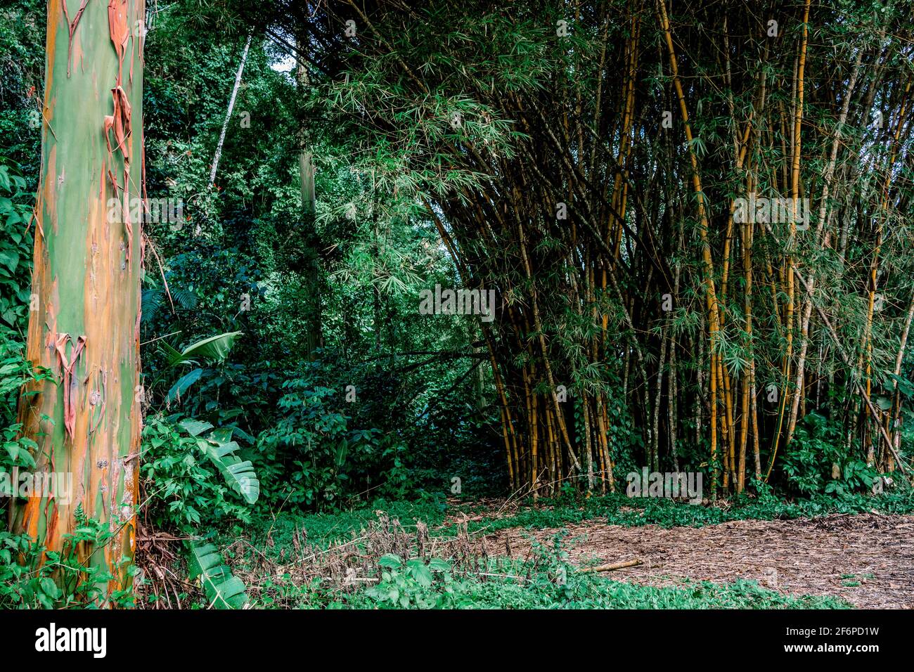 Trees and bamboo in the jungle. Turrialba, Costa Rica Stock Photo - Alamy