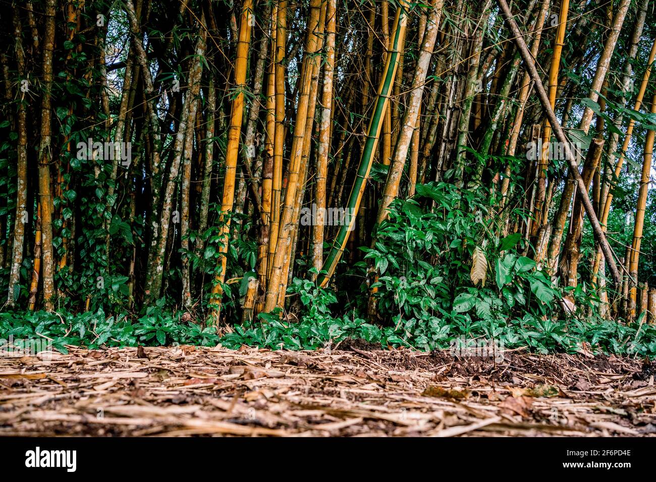 Bamboo log in the forest with the ground covered with fallen leaves ...