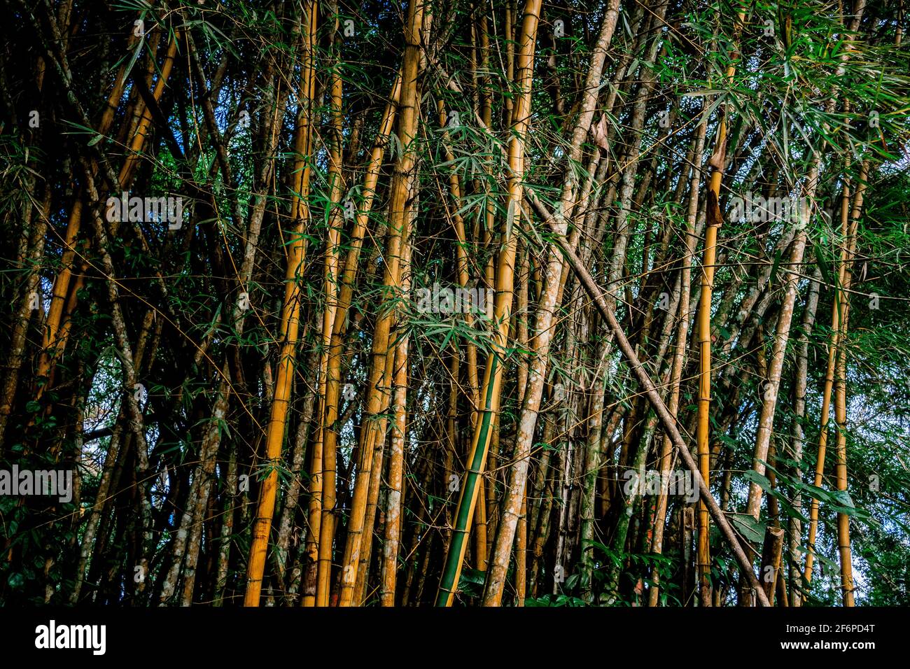 Bamboo trunk group in the rainforest. Turrialba, Costa Rica Stock Photo ...