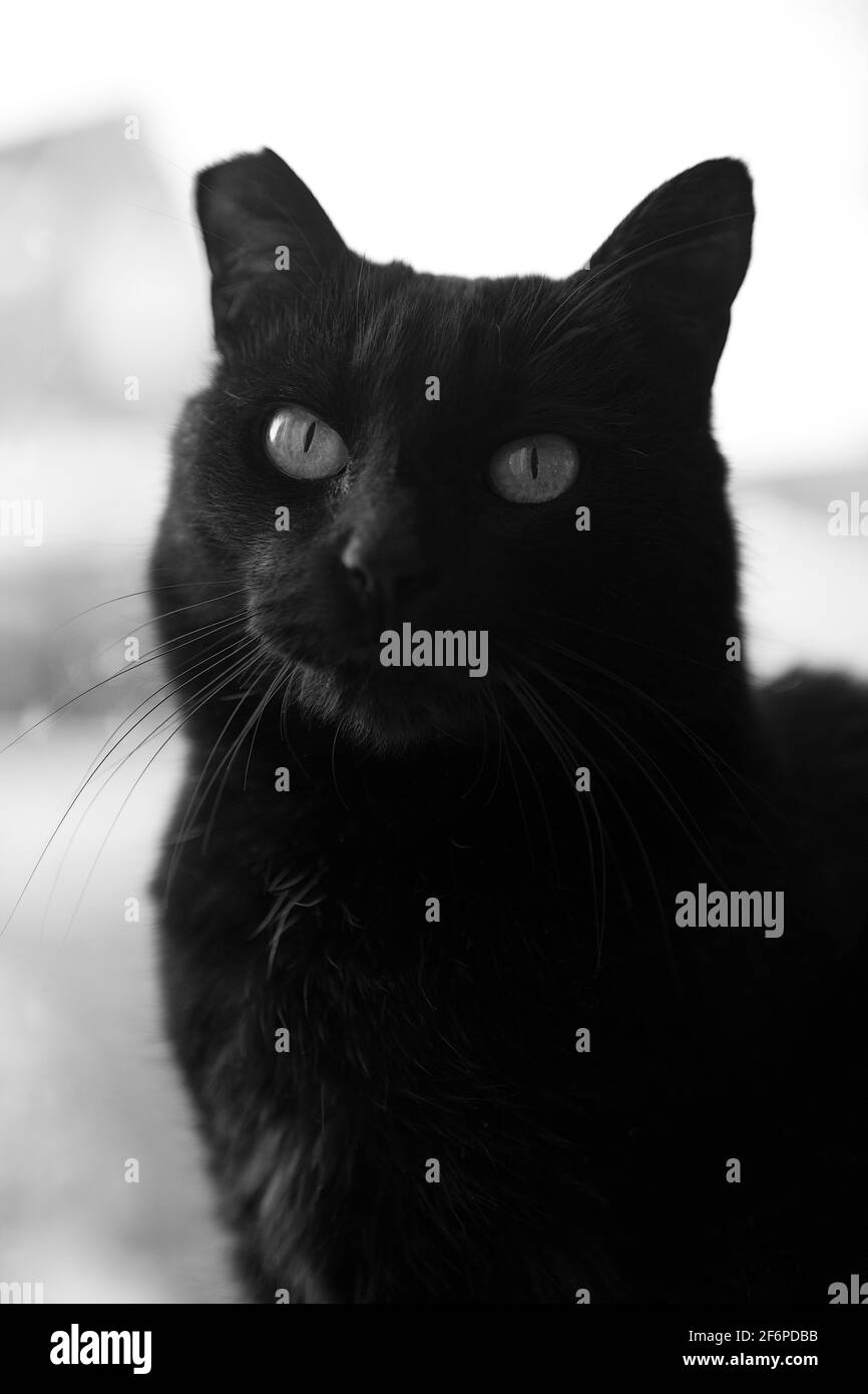 Portrait of a black cat behind window with copy space Stock Photo - Alamy