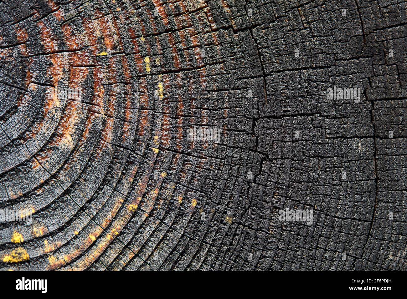 Resinous texture hi-res stock photography and images - Alamy