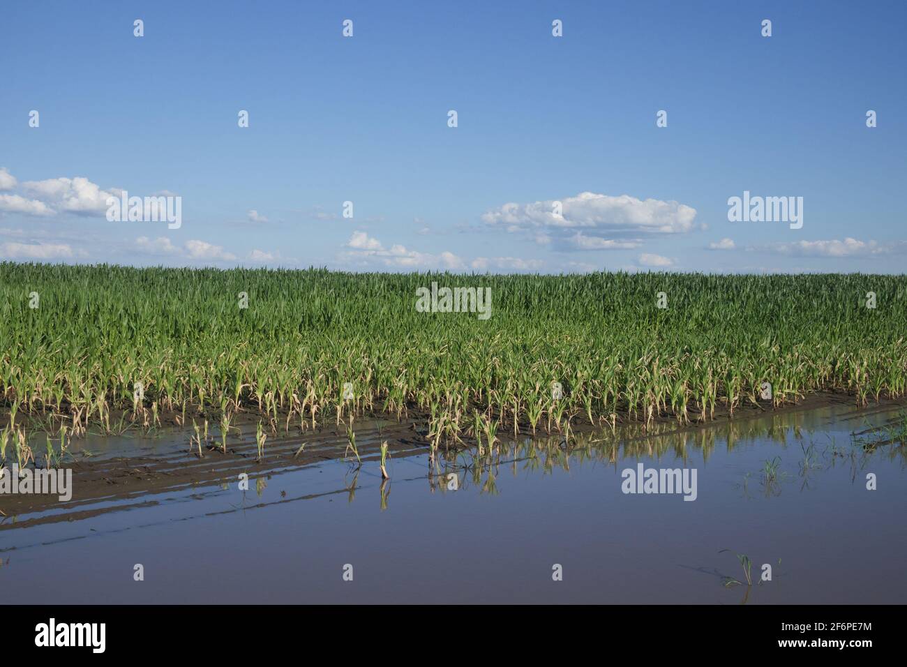 Water-flooded corn crops. Flooding in agricultural areas. Scenery Stock ...