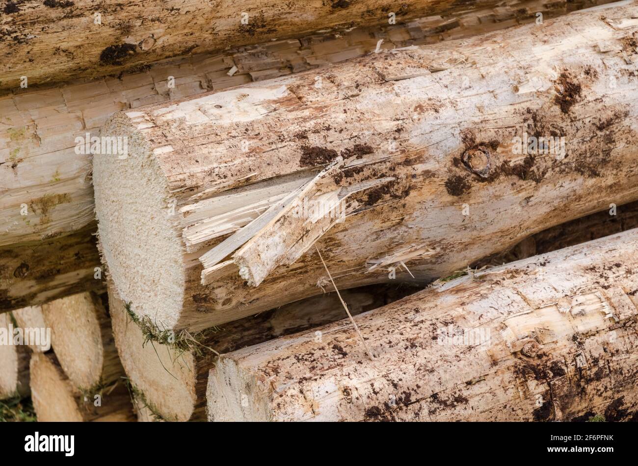 Felled trees at a lumberyard with cross-section growth rings, many log ...