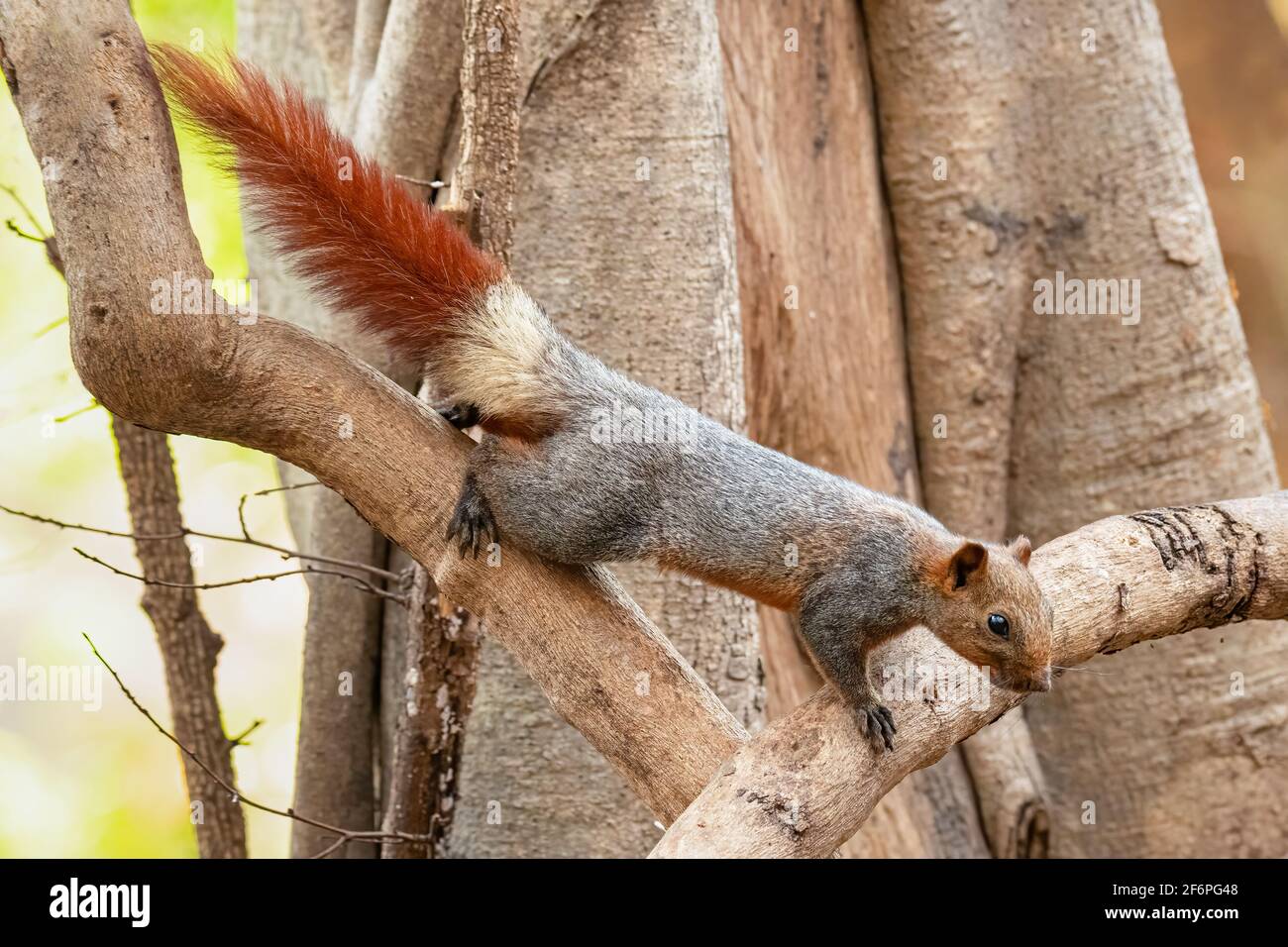 Variable Squirrel climbing down the tree looking into a distance Stock ...