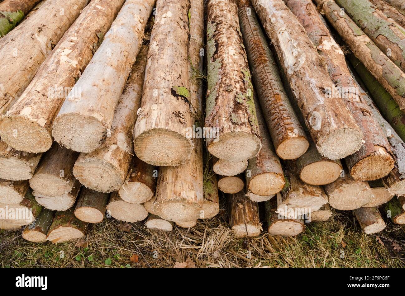 Felled trees at a lumberyard with cross-section growth rings, many log ...