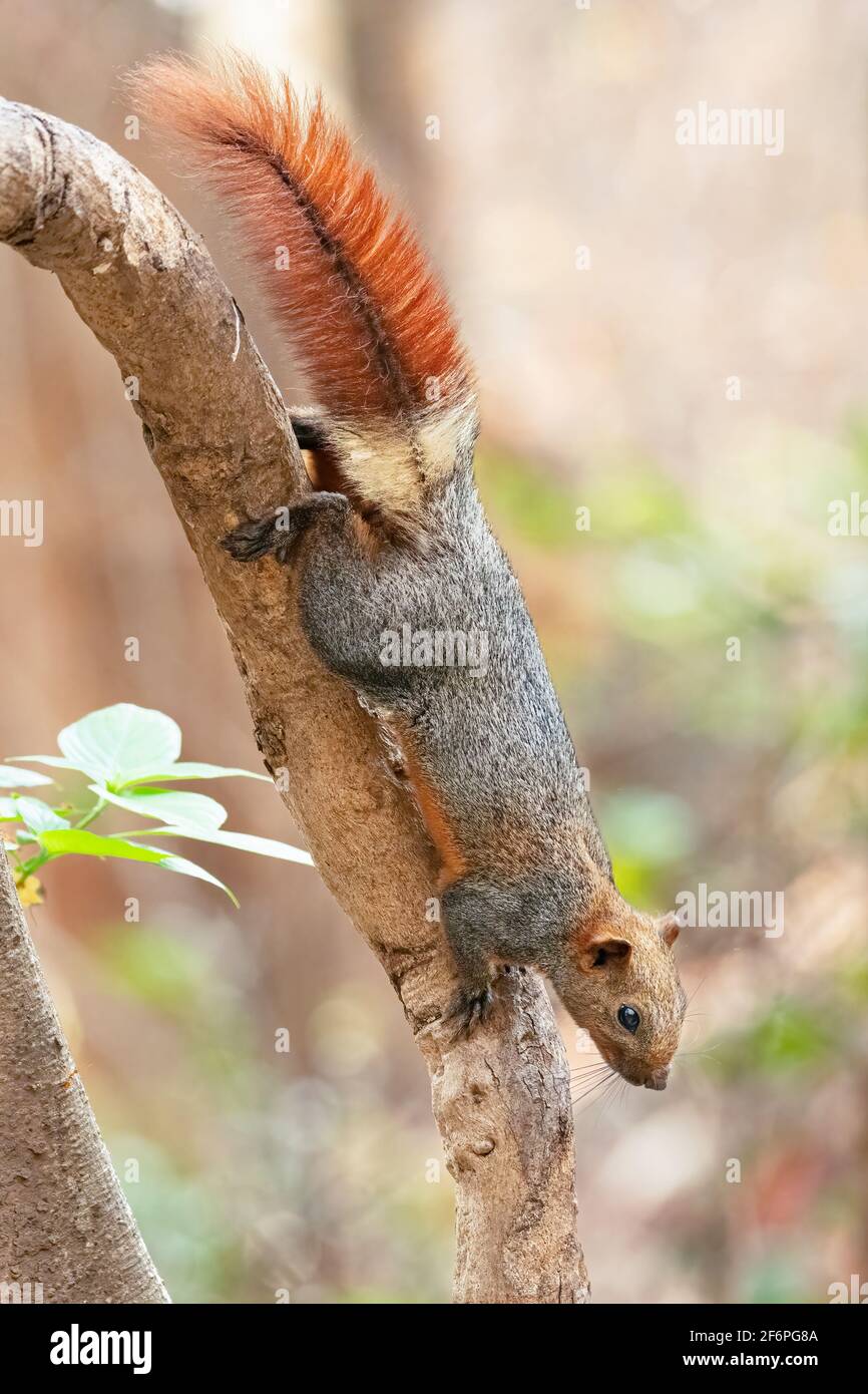 Variable Squirrel climbing down the tree looking into a distance Stock ...