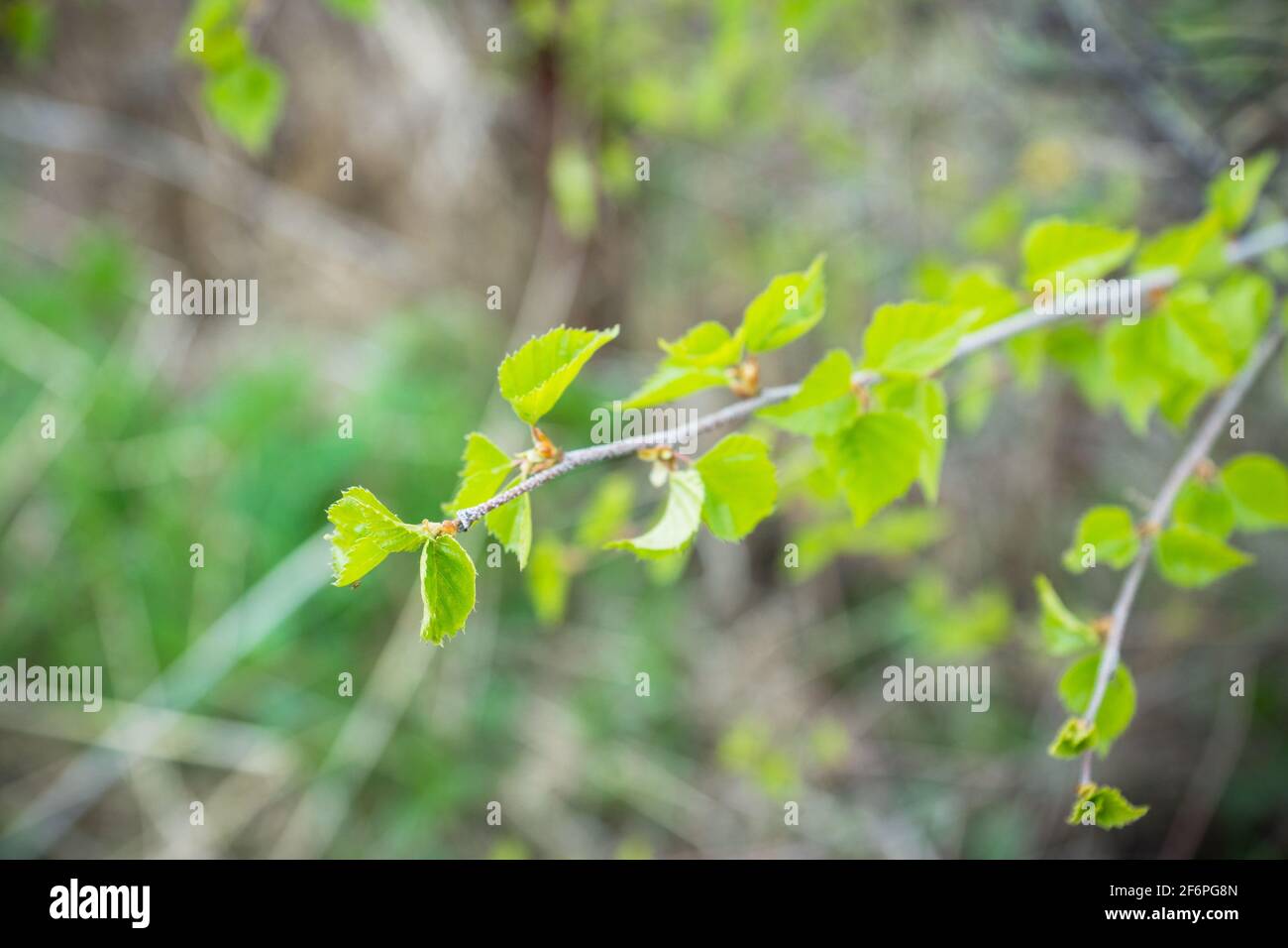 Birch branches with new leaves in the garden. Selective focus Stock ...
