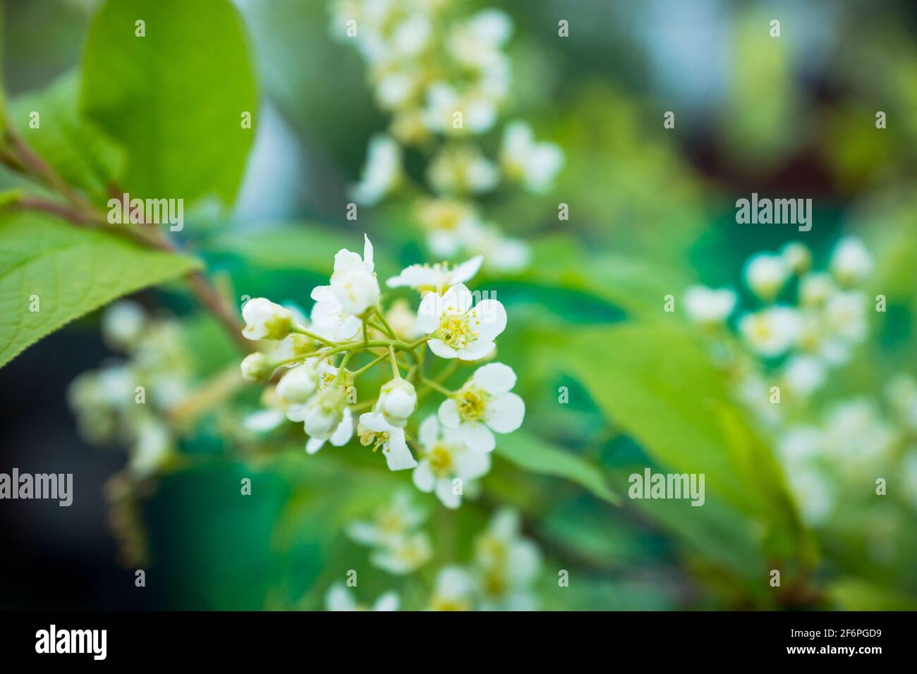 Blooming wild apple tree in the garden. Selective focus Stock Photo - Alamy