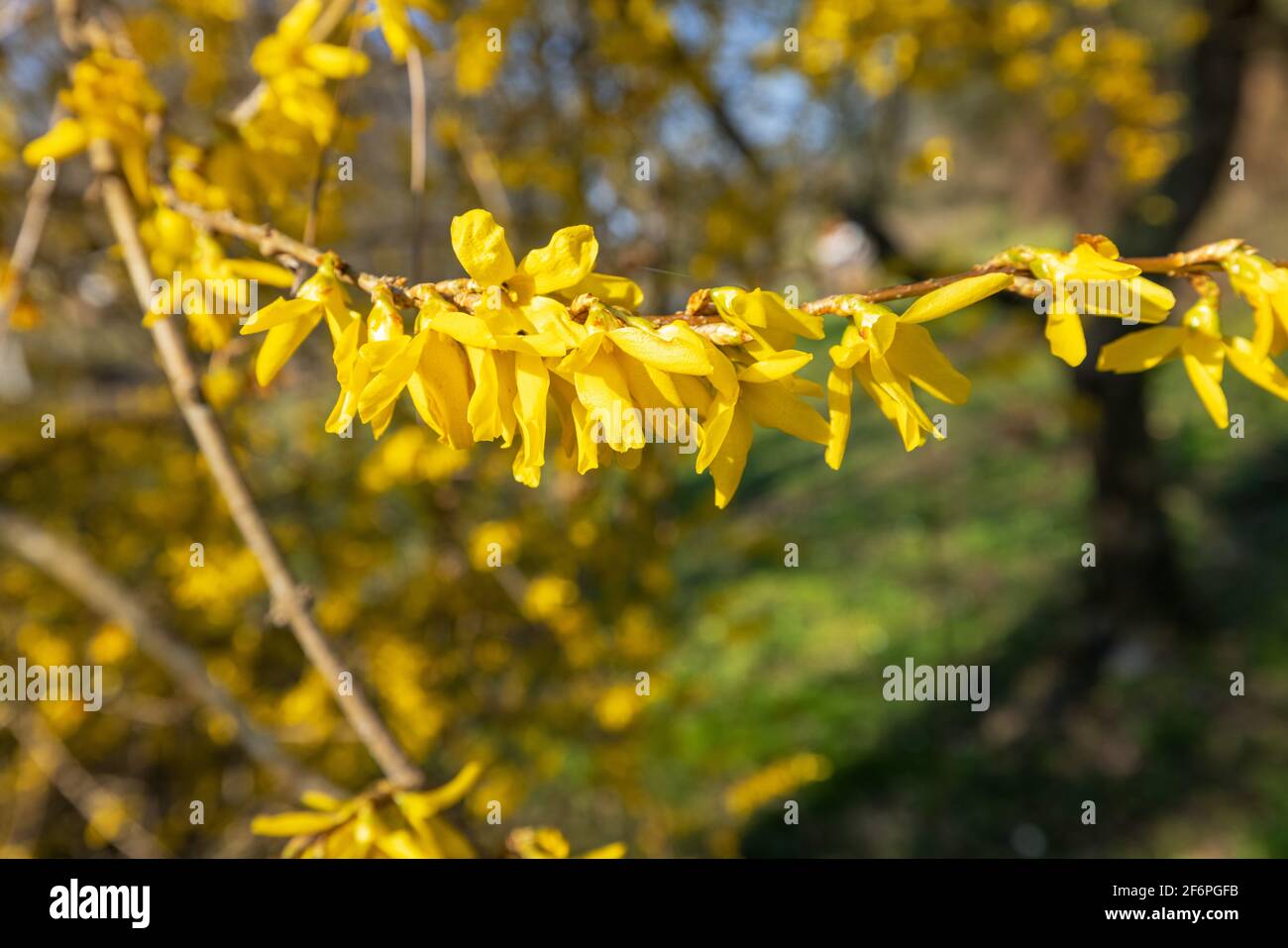 Forsythia europaea, commonly known as Albanian forsythia or European ...