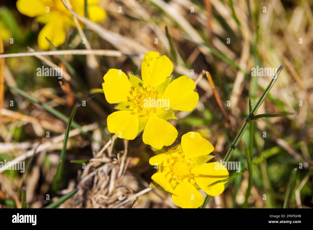 The flower of Potentilla reptans, known as the creeping cinquefoil ...