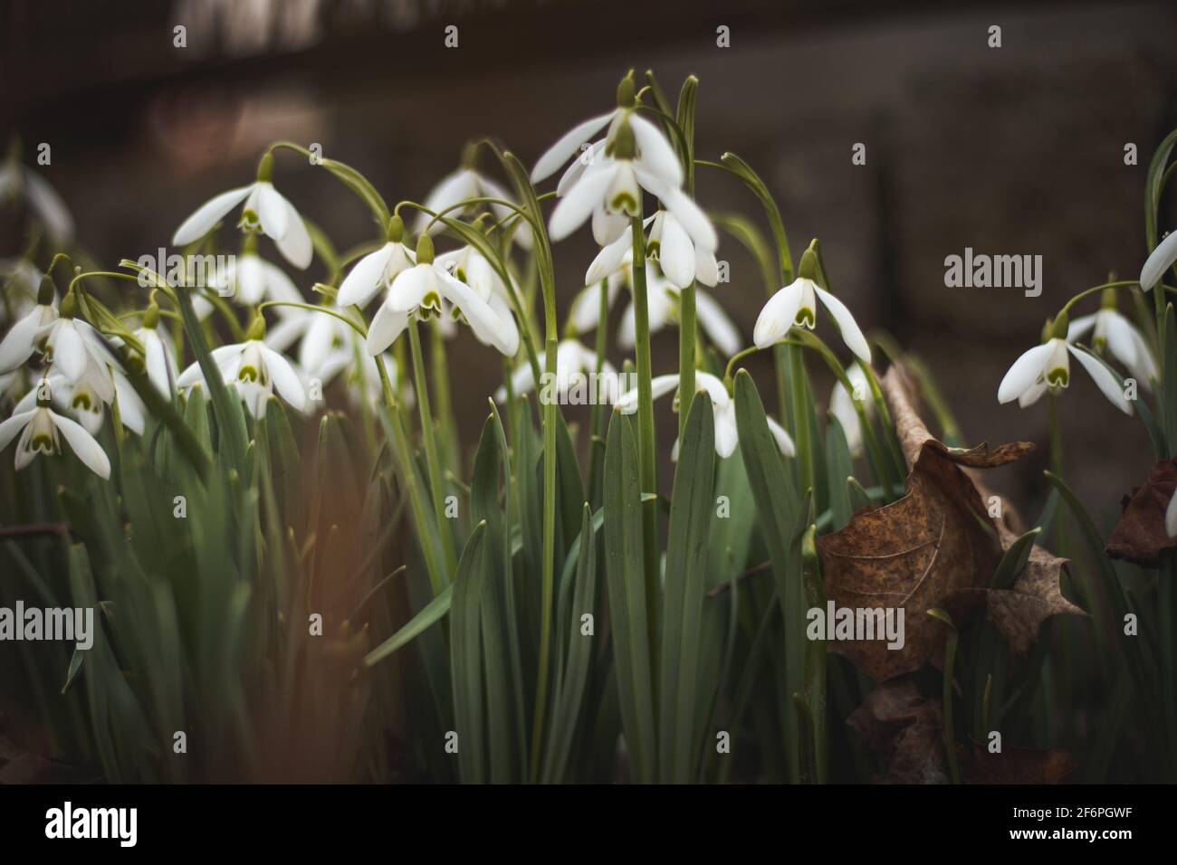 Wonderful spring flowers in the awakened nature predetermine warm ...