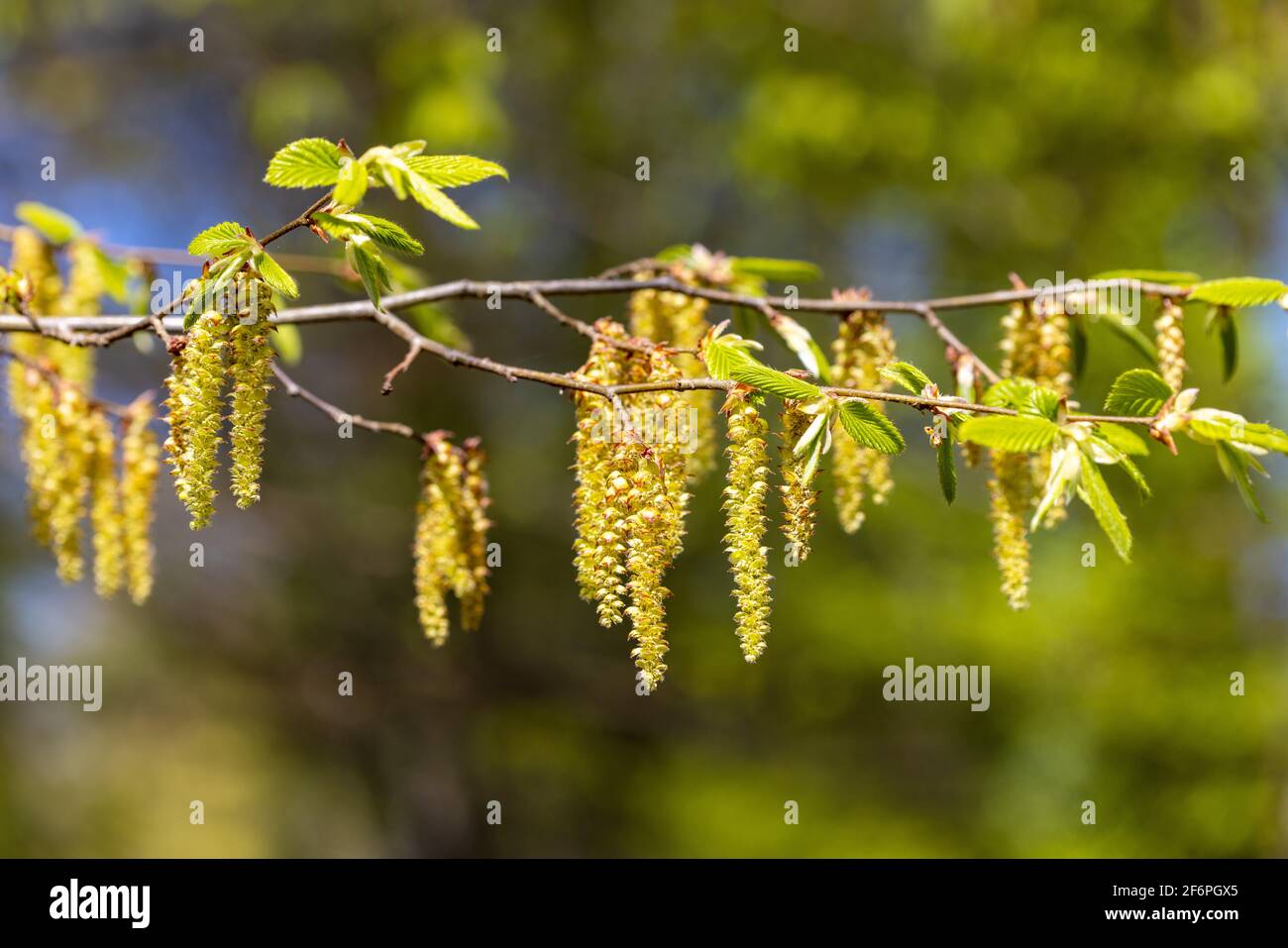 The flower of Carpinus betulus, the European or common hornbeam Stock ...
