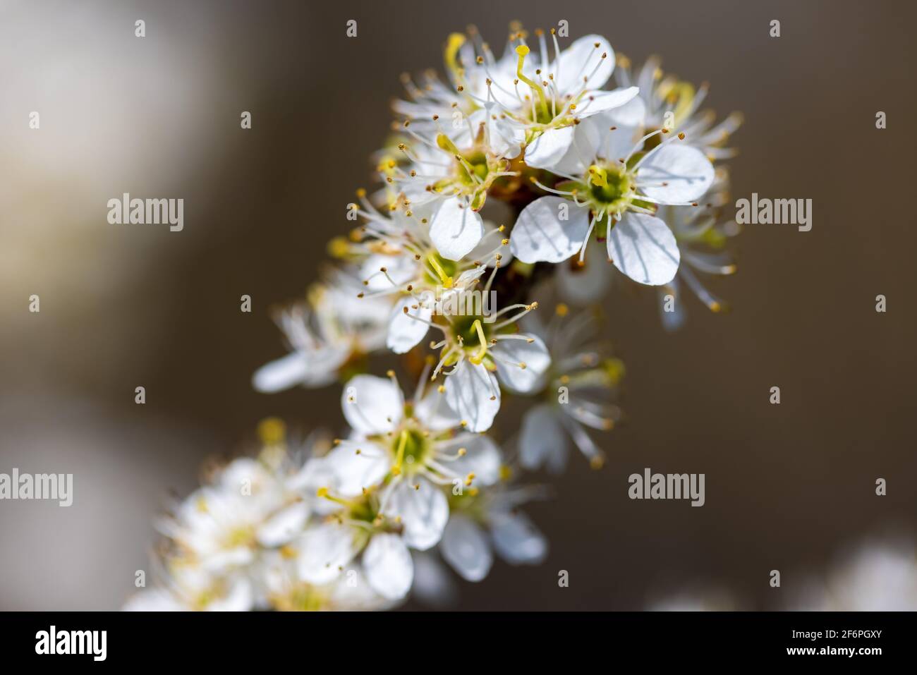The flowers of Prunus spinosa, called blackthorn or sloe Stock Photo ...