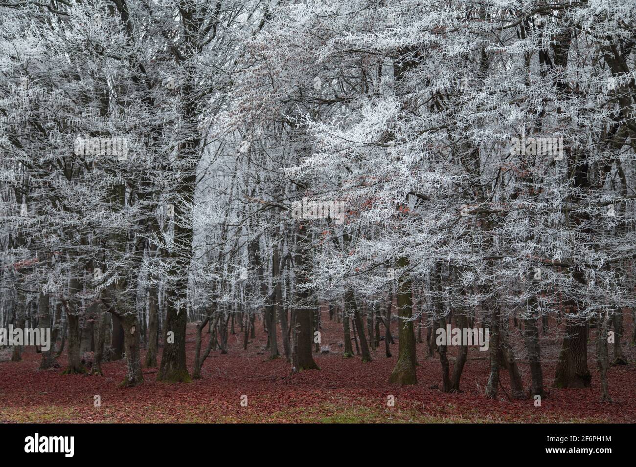 Winter landscape of the frozen forest Stock Photo - Alamy
