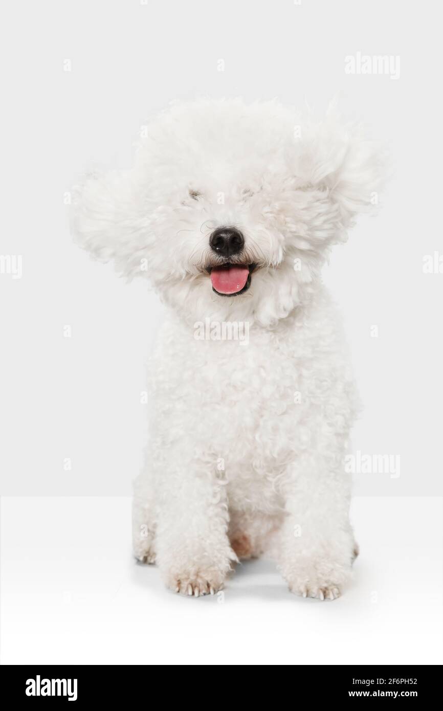 Small cute dog Bichon Frise posing isolated over white background Stock ...