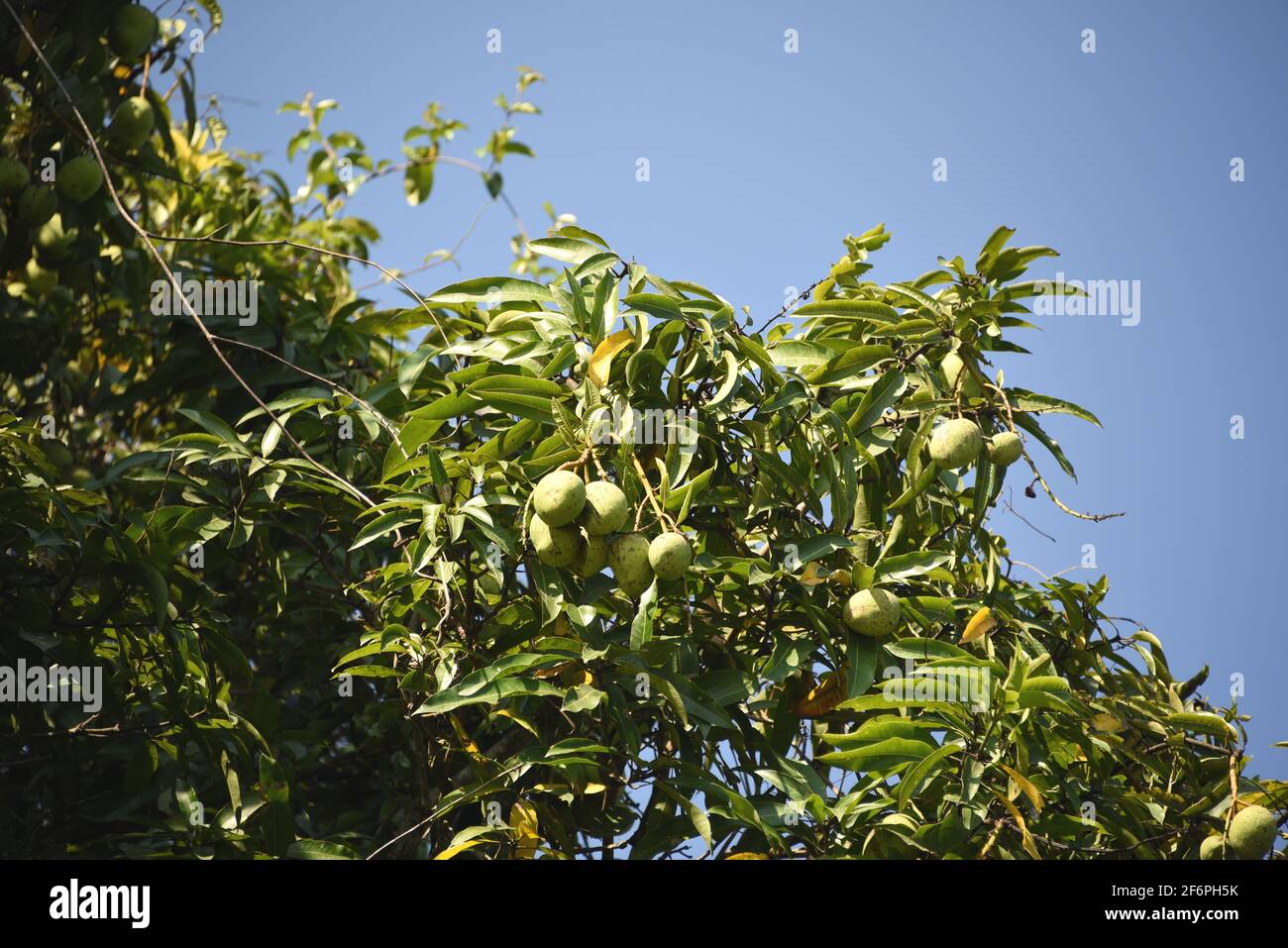 Australia queensland mango hi-res stock photography and images - Alamy
